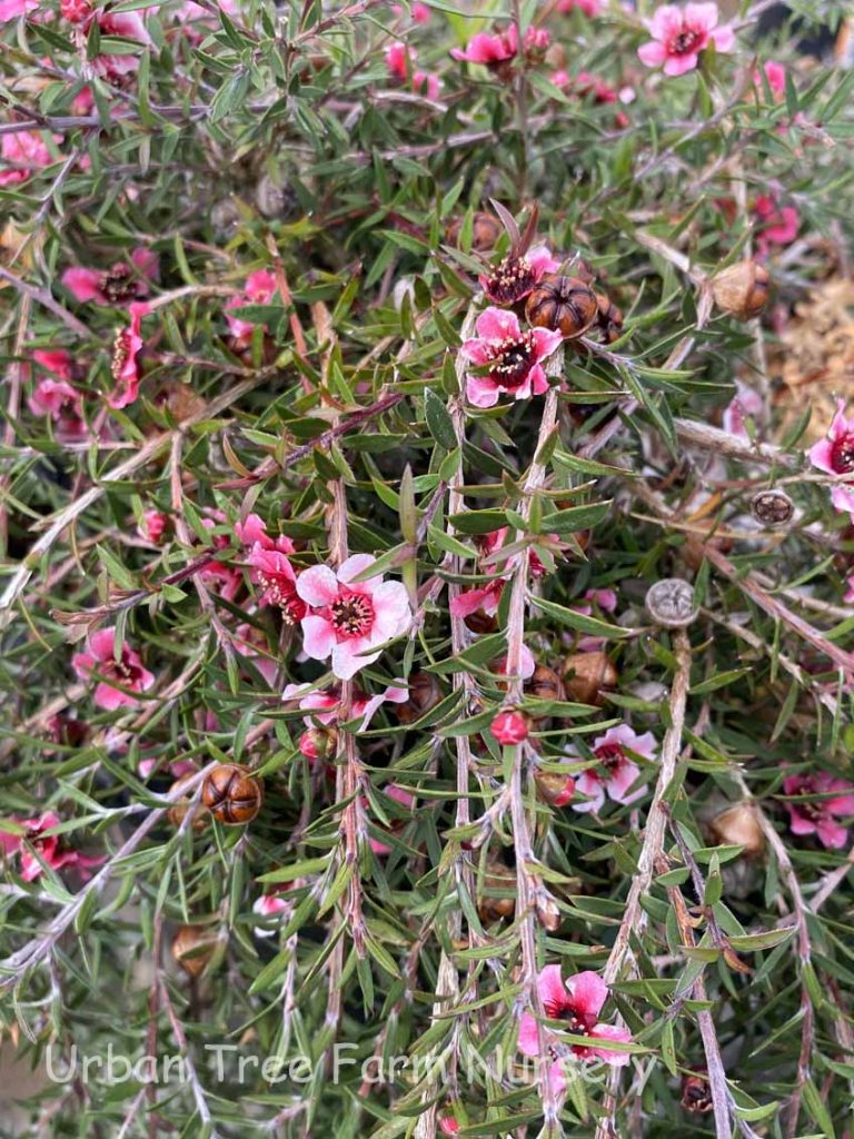 Leptospermum scoparium 'Pink Cascade' | Urban Tree Farm Nursery