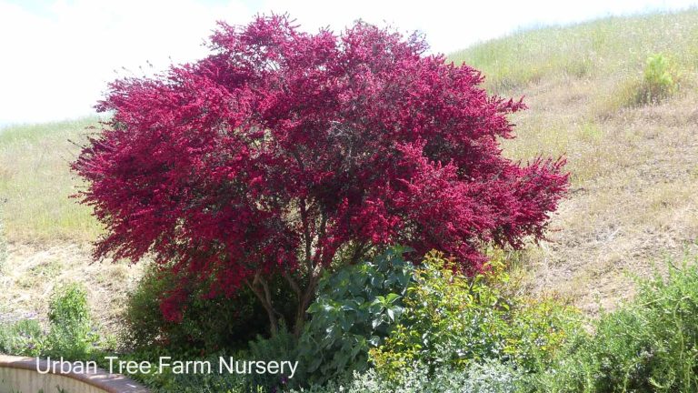 Leptospermum scoparium 'Ruby Glow' | Urban Tree Farm Nursery