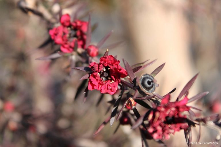 Leptospermum scoparium 'Ruby Glow' | Urban Tree Farm Nursery