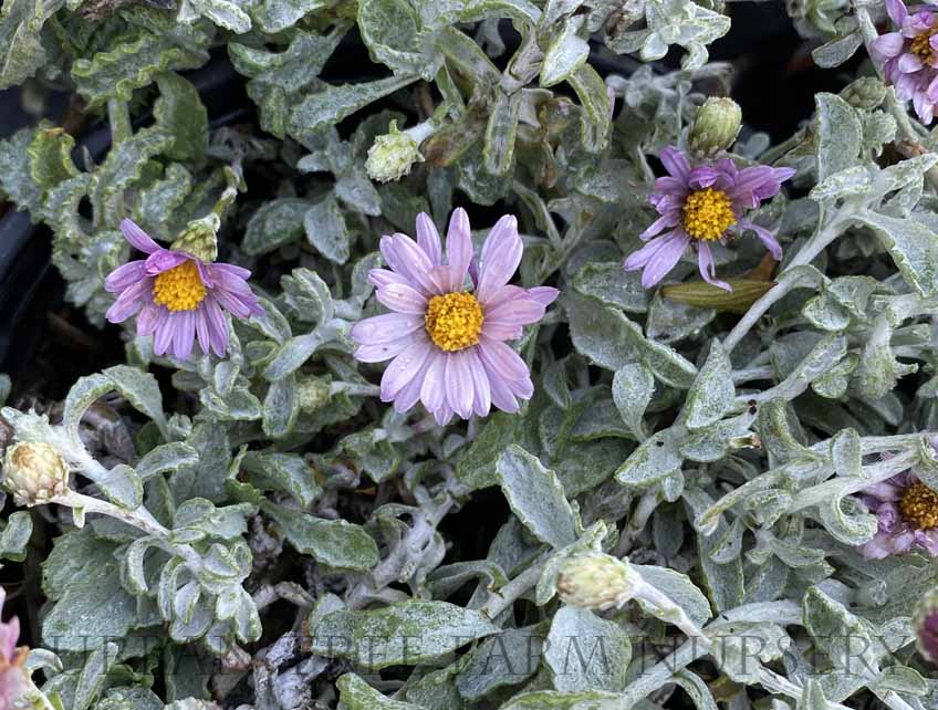 Lessingia filaginifolia 'Silver Carpet' | Urban Tree Farm Nursery