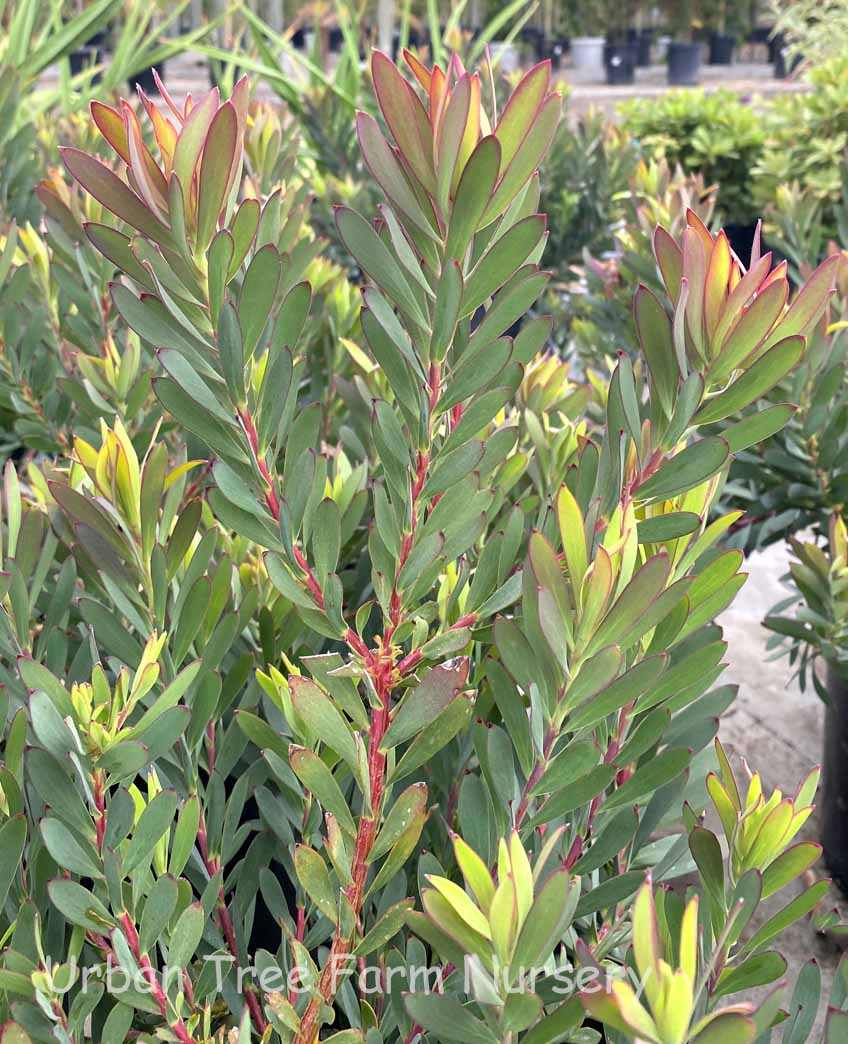 Leucadendron salignum 'Winter Red' | Urban Tree Farm Nursery