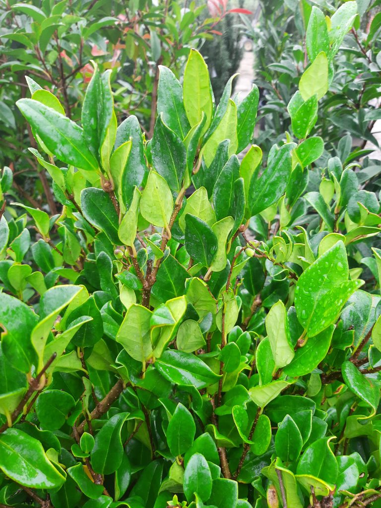 Ligustrum japonicum 'Texanum' 2 TIER | Urban Tree Farm Nursery