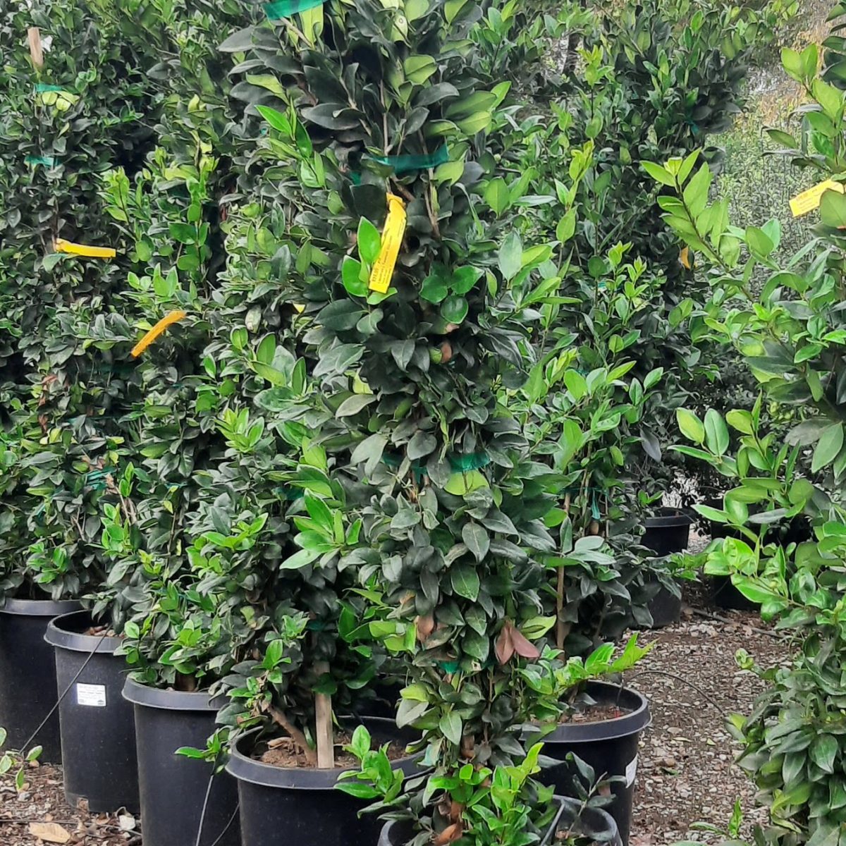 Ligustrum japonicum 'Texanum' PYRAMID | Urban Tree Farm Nursery