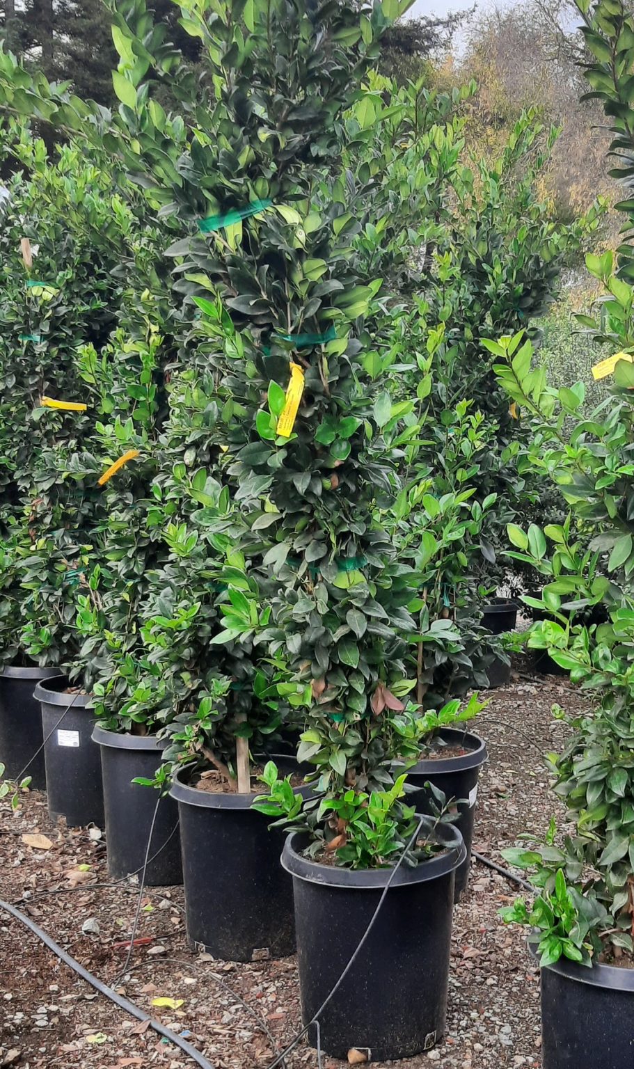 Ligustrum japonicum 'Texanum' COLUMN | Urban Tree Farm Nursery