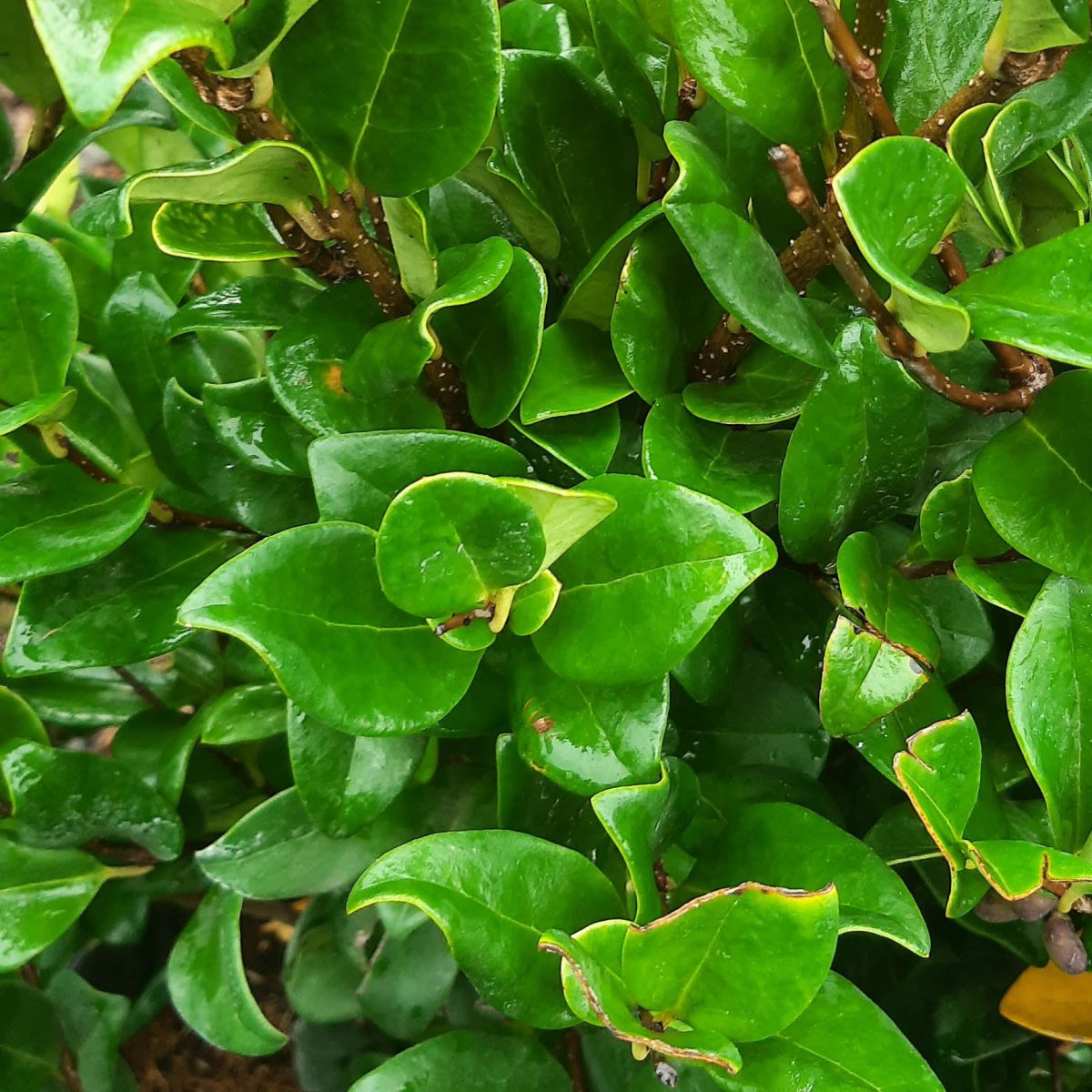 Ligustrum japonicum 'Texanum' | Urban Tree Farm Nursery