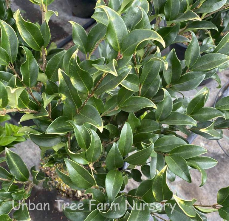 Ligustrum japonicum 'Texanum' | Urban Tree Farm Nursery