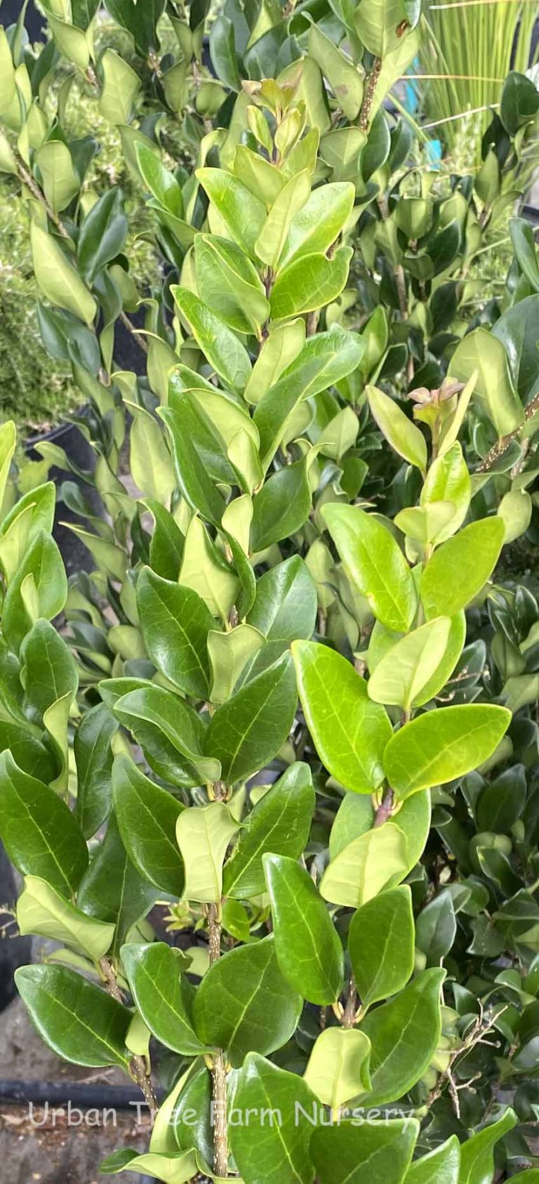 Ligustrum japonicum 'Texanum' STD | Urban Tree Farm Nursery