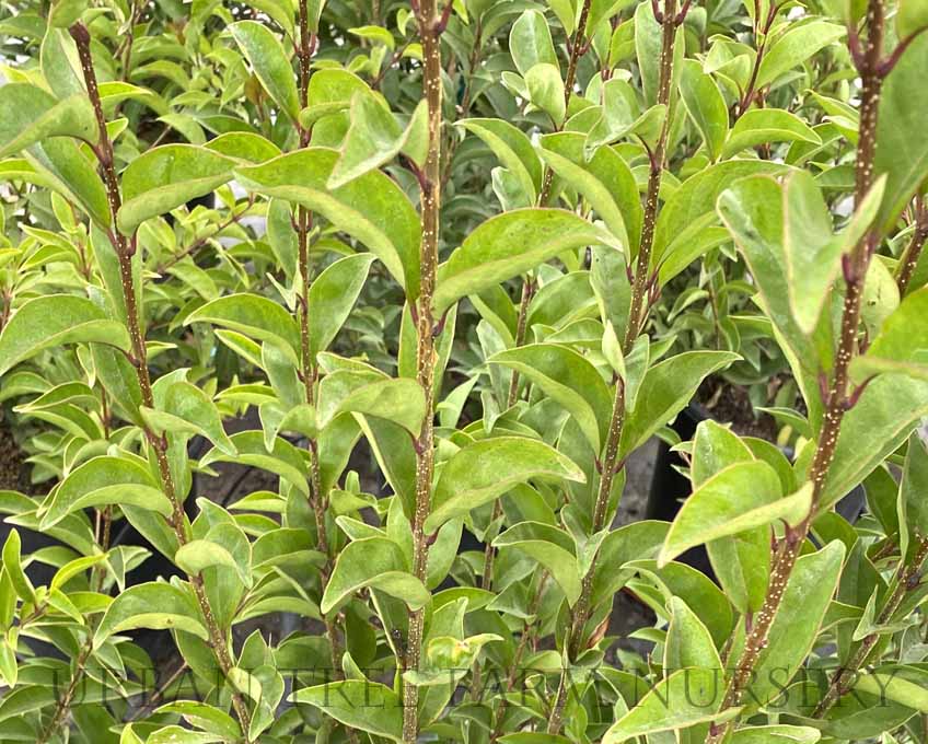 Ligustrum japonicum | Urban Tree Farm Nursery