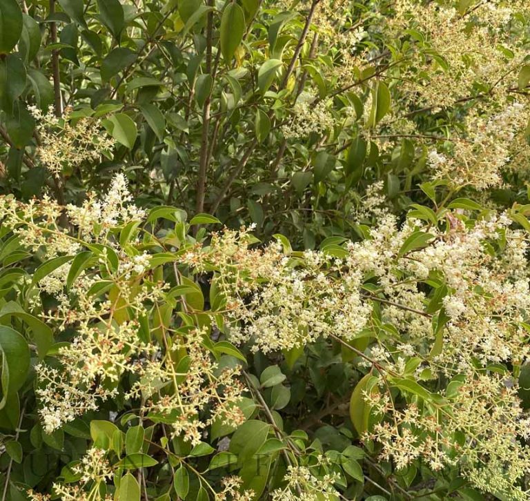 Ligustrum japonicum | Urban Tree Farm Nursery