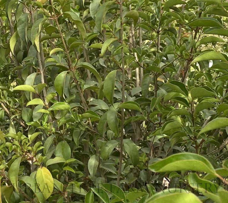 Ligustrum japonicum | Urban Tree Farm Nursery