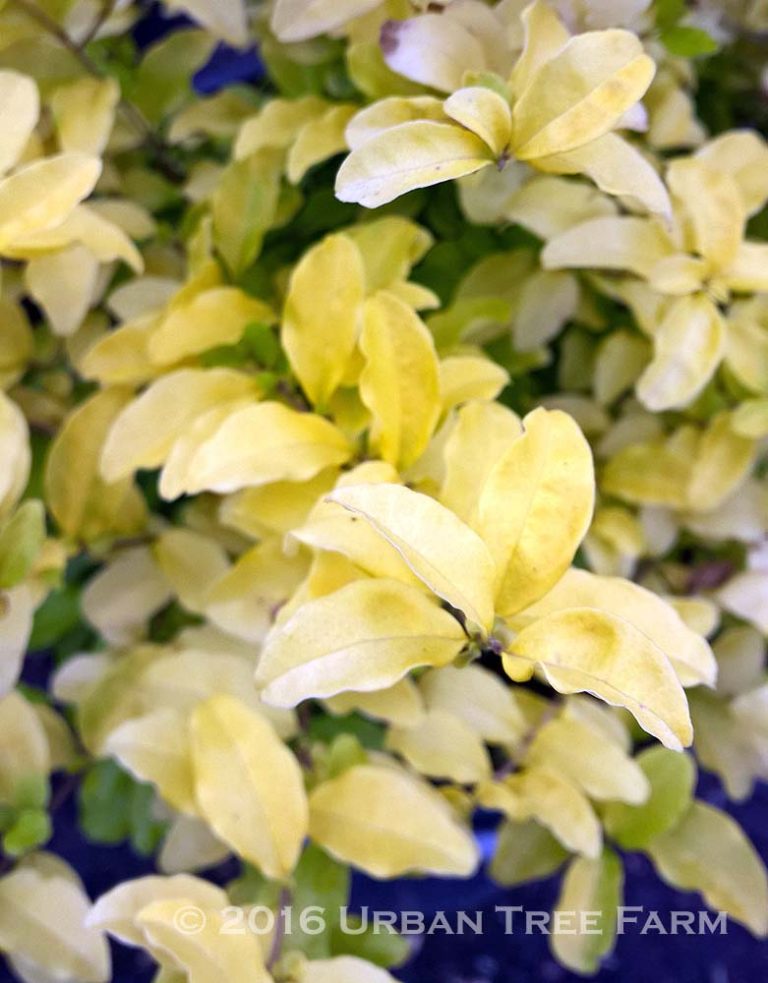 Ligustrum sinense 'Sunshine' | Urban Tree Farm Nursery