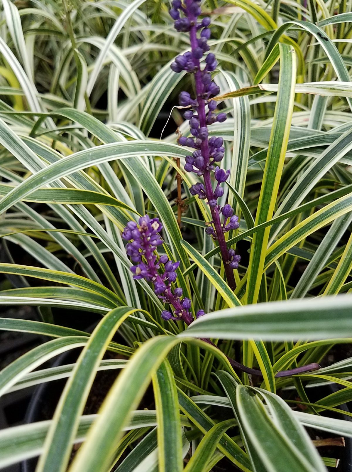 Liriope muscari 'Variegata' | Urban Tree Farm Nursery