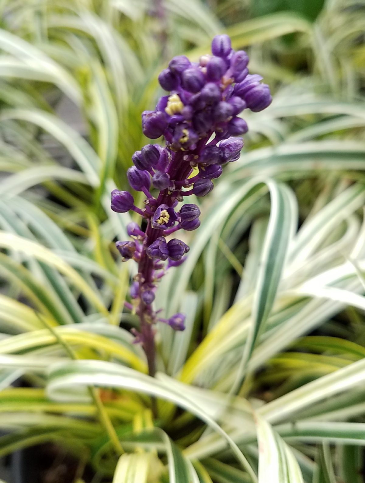 Liriope muscari 'Variegata' | Urban Tree Farm Nursery