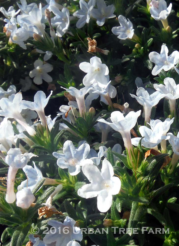 Lithodora diffusa 'Blue Star' | Urban Tree Farm Nursery