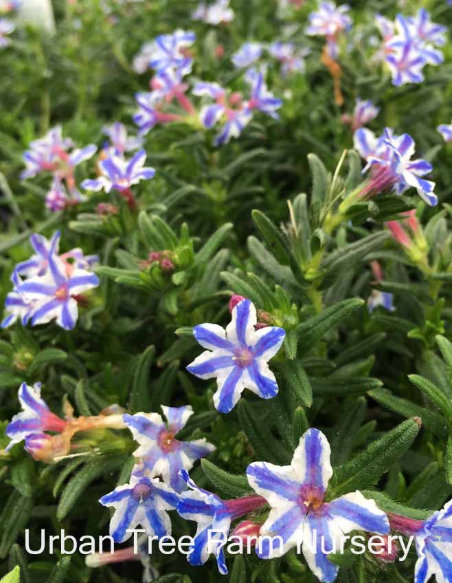 Lithodora diffusa 'Blue Star' | Urban Tree Farm Nursery