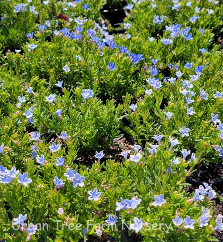 Lithodora diffusa 'White Star' | Urban Tree Farm Nursery