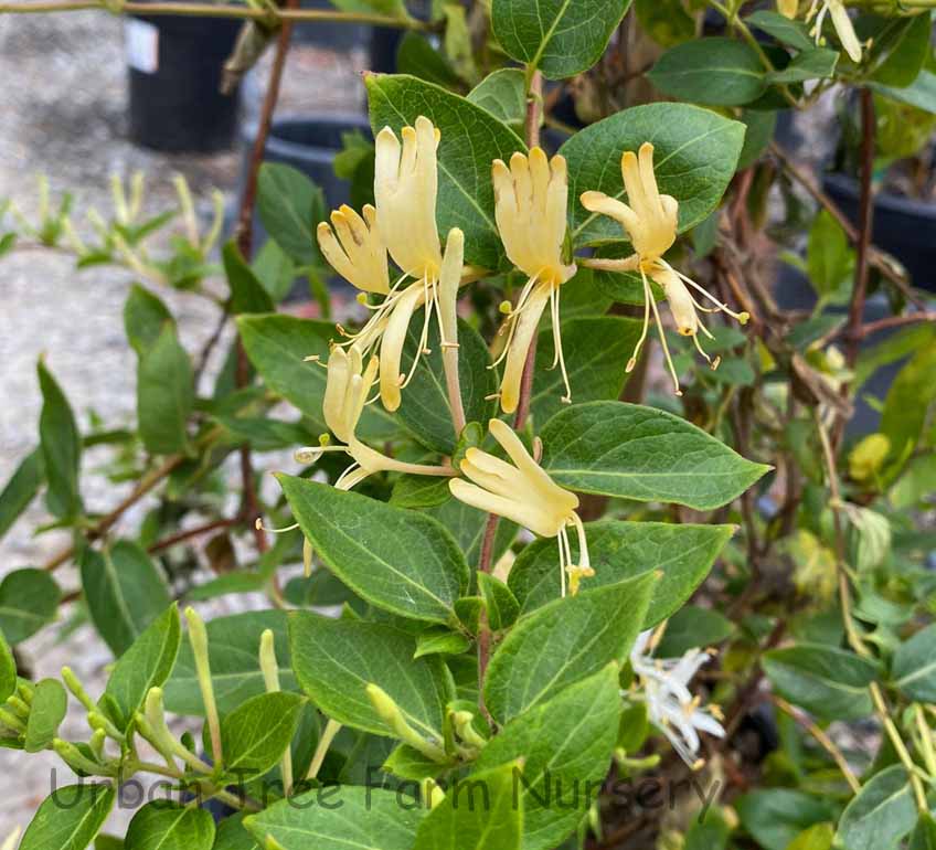 Lonicera japonica 'Halliana' | Urban Tree Farm Nursery