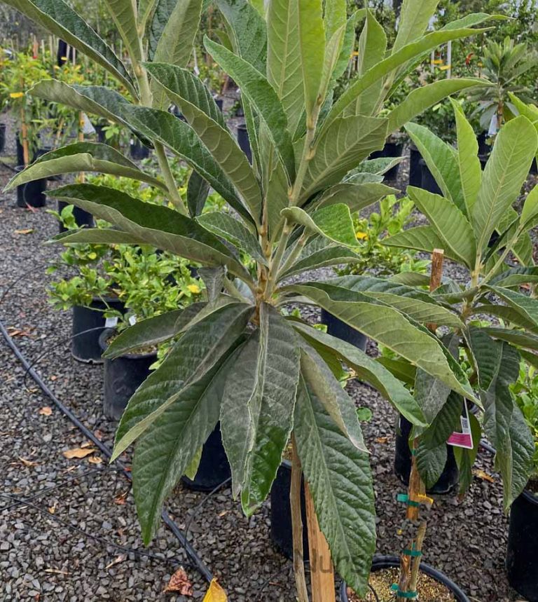 Loquat 'Big Jim' | Urban Tree Farm Nursery