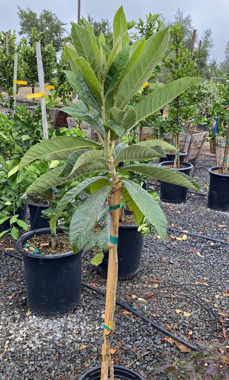 Loquat 'Gold Nugget' | Urban Tree Farm Nursery