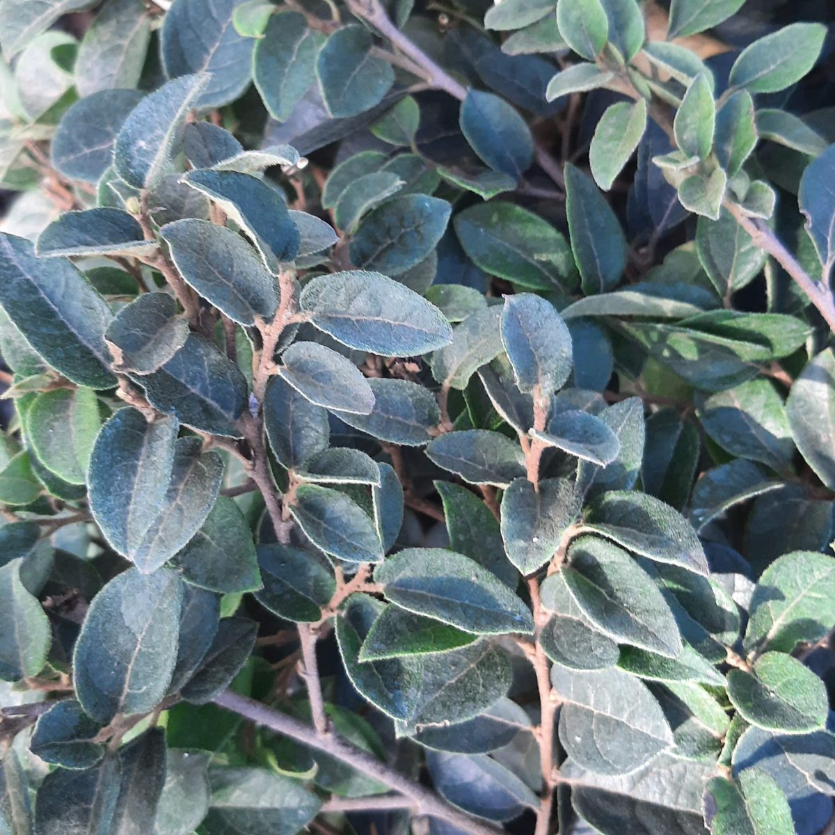 Loropetalum chinense 'White' | Urban Tree Farm Nursery