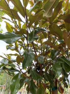 Magnolia grandiflora 'Bracken's Brown Beauty' | Urban Tree Farm Nursery