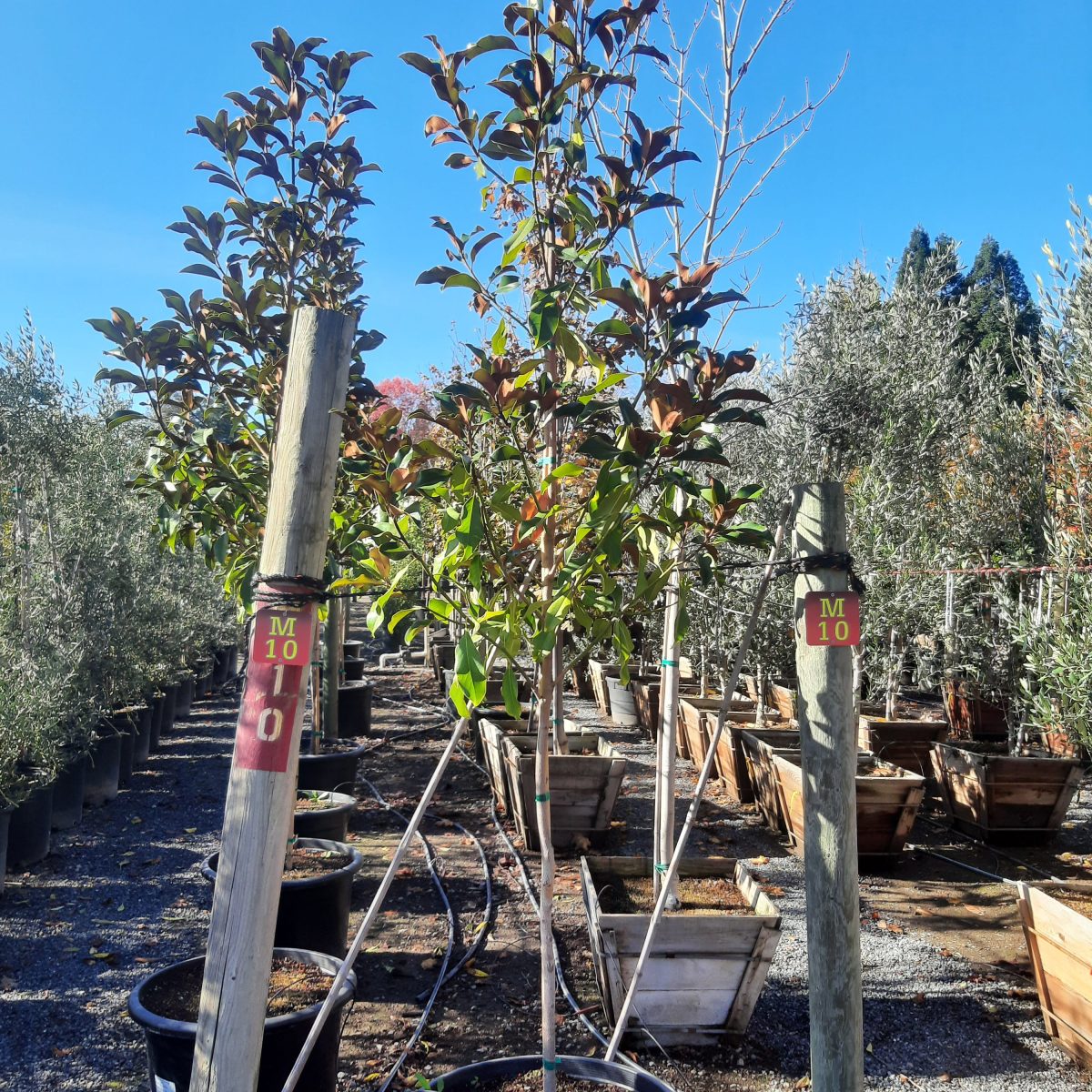 Magnolia grandiflora 'Claudia Wannamaker' | Urban Tree Farm Nursery