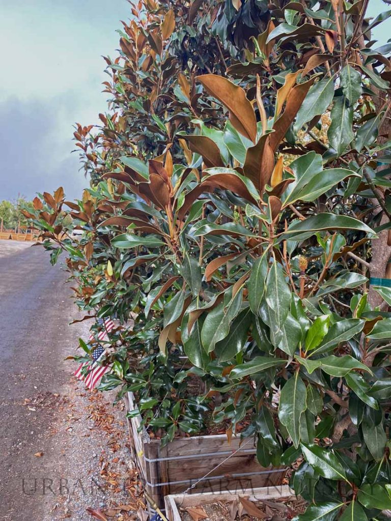 Magnolia grandiflora 'Kay Parris' | Urban Tree Farm Nursery