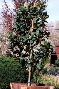 Magnolia grandiflora 'Majestic Beauty' | Urban Tree Farm Nursery