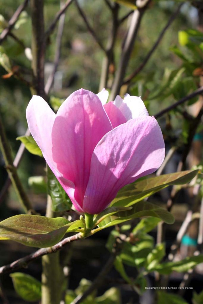 Magnolia soulangeana 'Alexandrina' | Urban Tree Farm Nursery