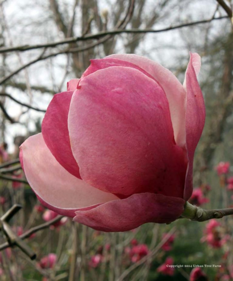 Magnolia soulangeana 'Rustica Rubra' | Urban Tree Farm Nursery