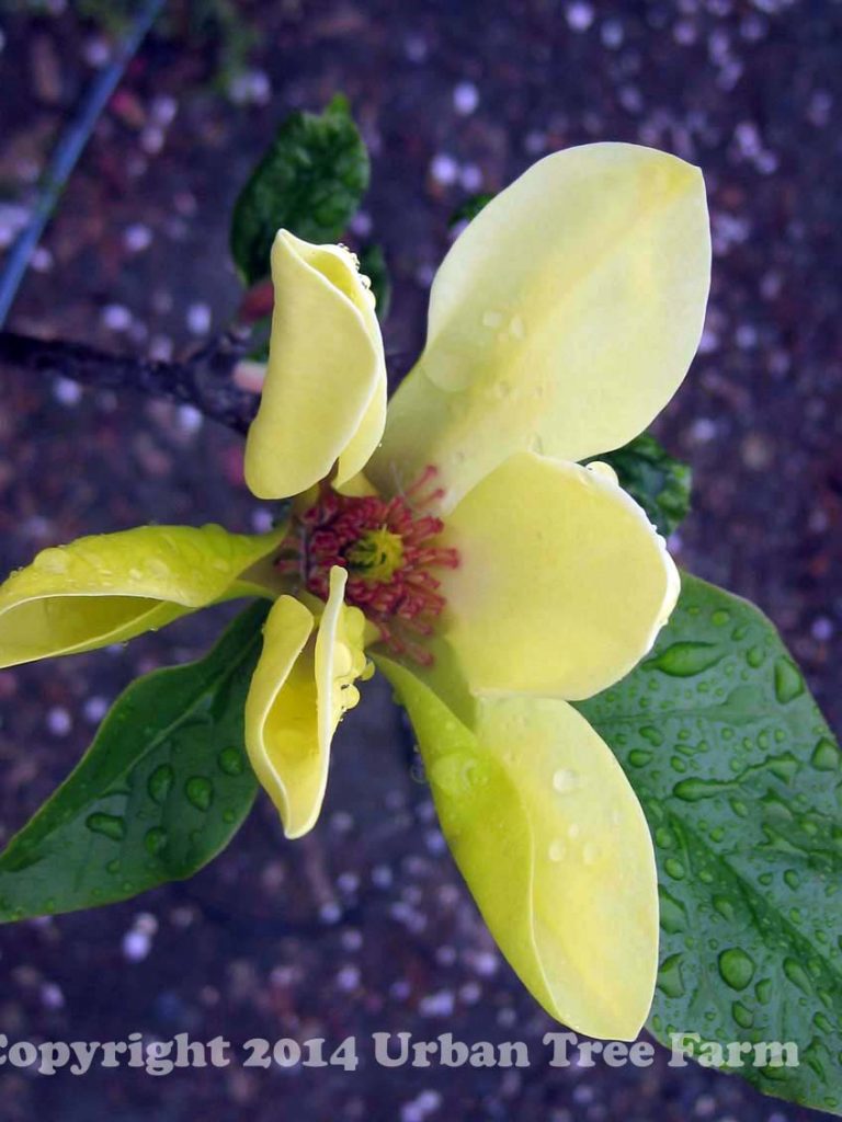Magnolia x 'Sunburst' | Urban Tree Farm Nursery