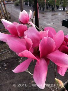 Magnolia x 'Vulcan' | Urban Tree Farm Nursery