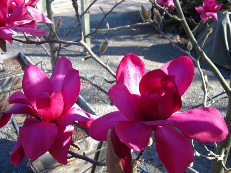 Magnolia x 'Vulcan' | Urban Tree Farm Nursery