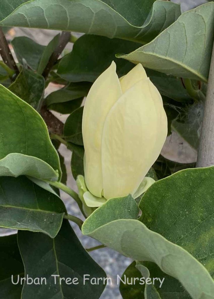 Magnolia x 'Yellow Bird' | Urban Tree Farm Nursery