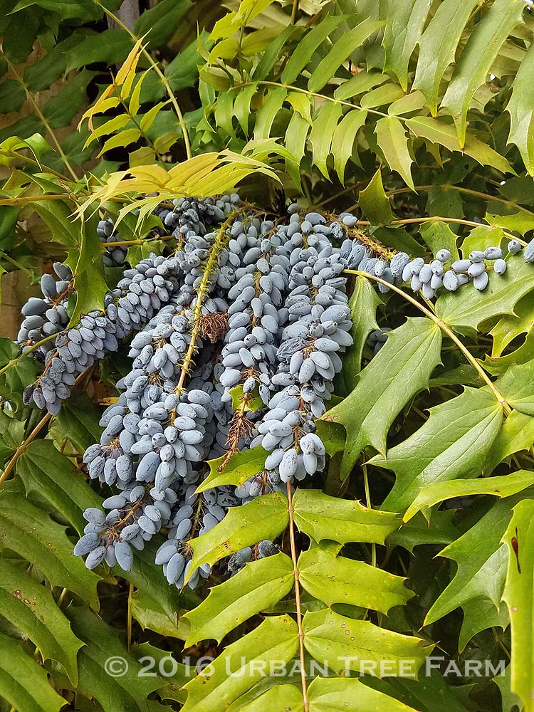 Mahonia lomariifolia | Urban Tree Farm Nursery