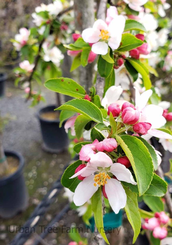 Malus 'Molten Lava Weeping' | Urban Tree Farm Nursery
