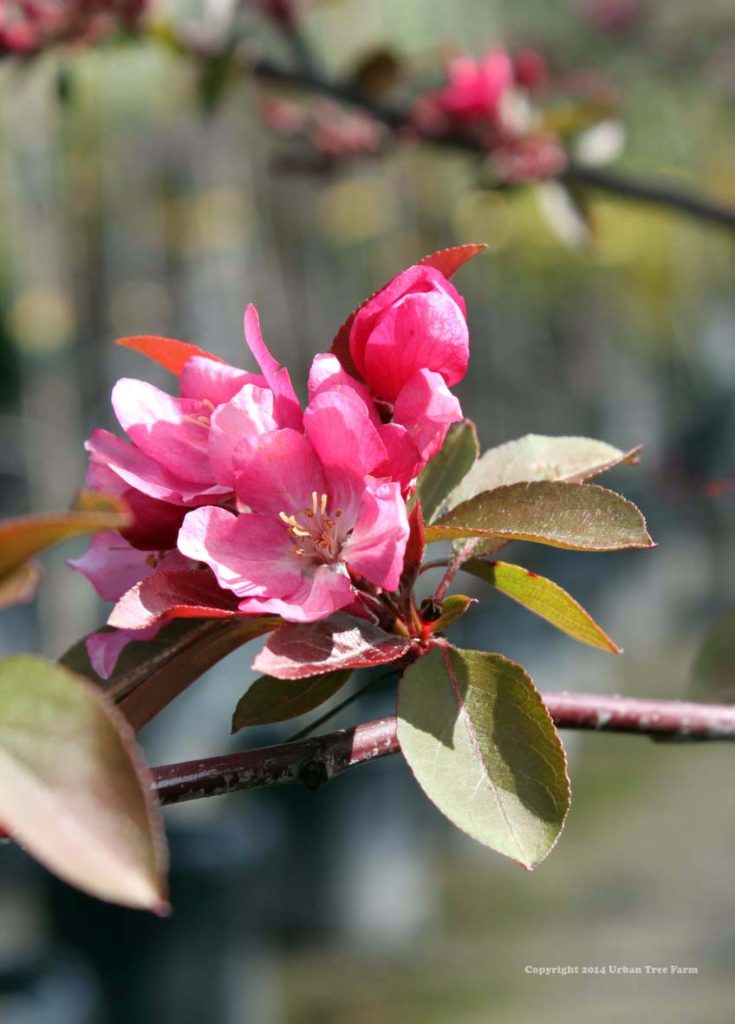 Malus 'Red Splendor' | Urban Tree Farm Nursery