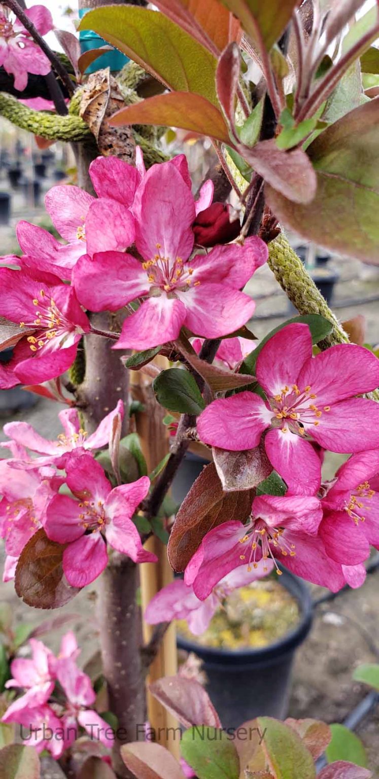 Malus 'Robinson' | Urban Tree Farm Nursery
