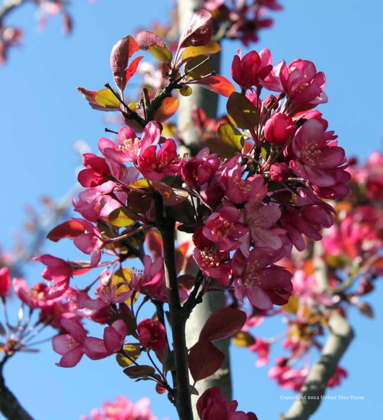 Malus 'Robinson' | Urban Tree Farm Nursery