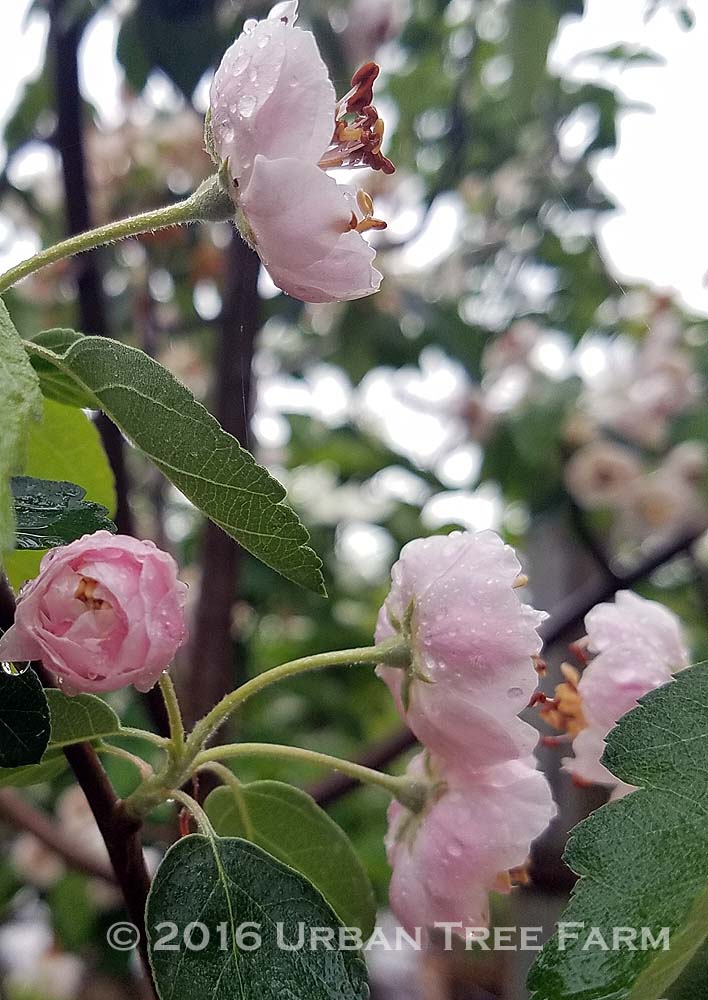 Malus ioensis 'Plena' | Urban Tree Farm Nursery