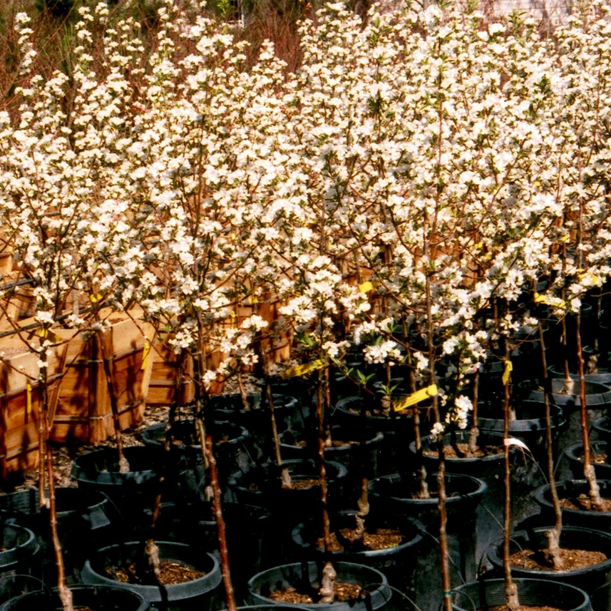 Quercus agrifolia NATURAL | Urban Tree Farm Nursery