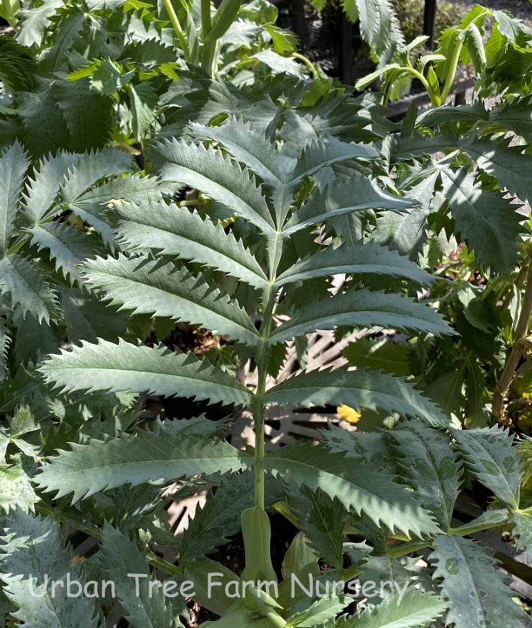 Melianthus major | Urban Tree Farm Nursery