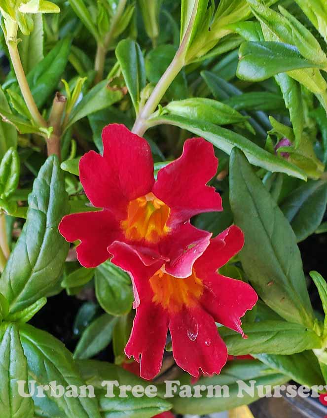Mimulus 'Jelly Bean Scarlet' | Urban Tree Farm Nursery