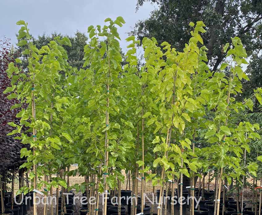 Morus alba 'Kingan' | Urban Tree Farm Nursery