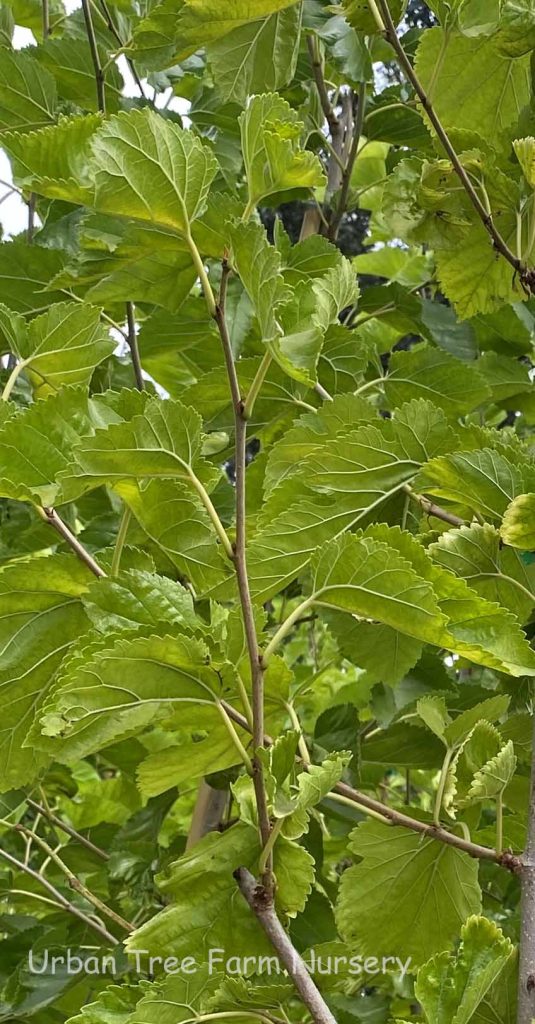 Morus alba 'Kingan' | Urban Tree Farm Nursery