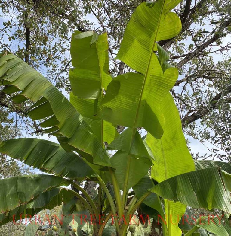 Musa basjoo | Urban Tree Farm Nursery