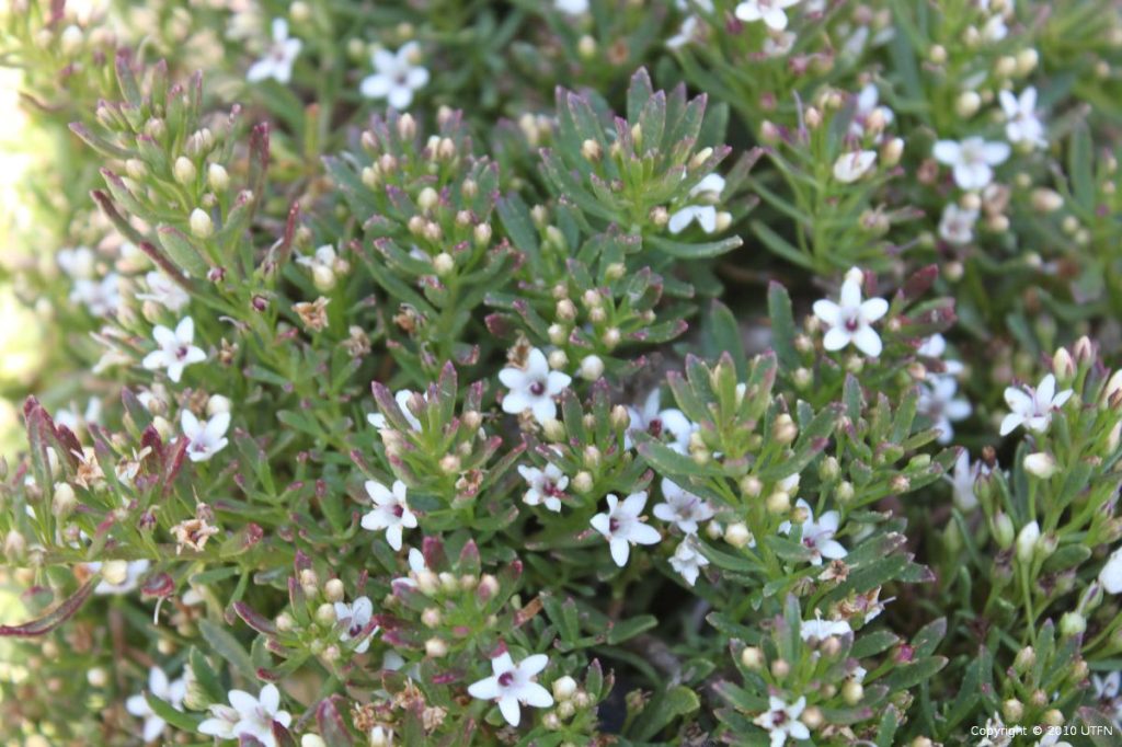 Myoporum parvifolium 'White' | Urban Tree Farm Nursery