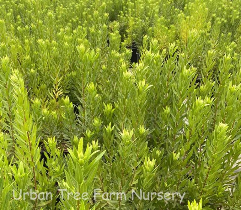 Myrica californica | Urban Tree Farm Nursery