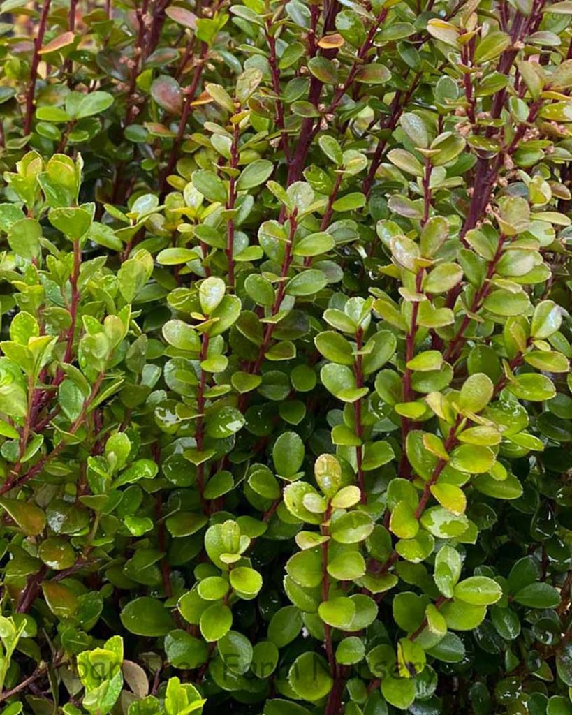 Myrsine africana | Urban Tree Farm Nursery