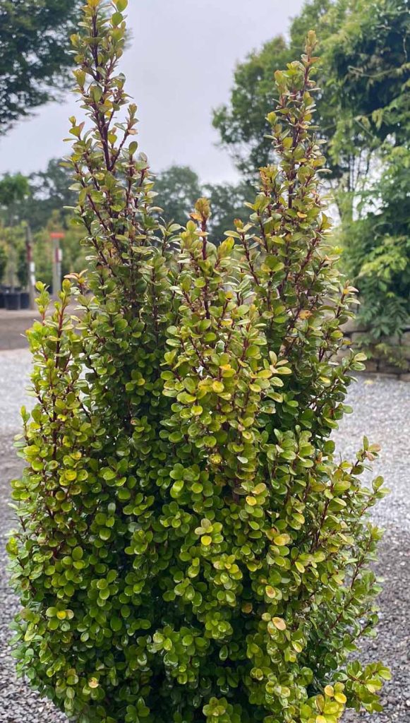 Myrsine africana | Urban Tree Farm Nursery